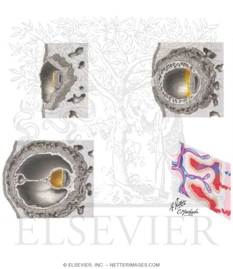 Formation of the Placenta