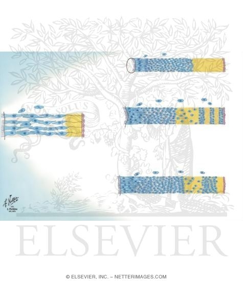 Neural Proliferation and Differentation: Walls of the Neural Tube