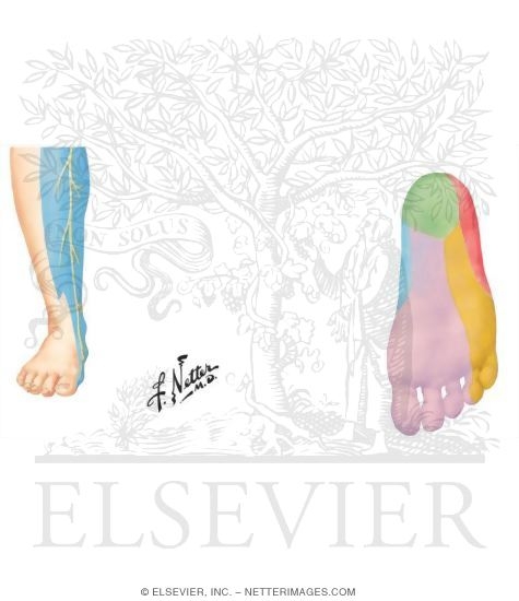 Nerves of the Foot and Ankle