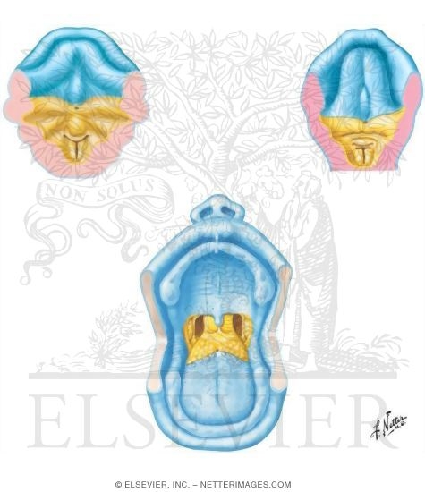 Floor of the Oral Cavity
