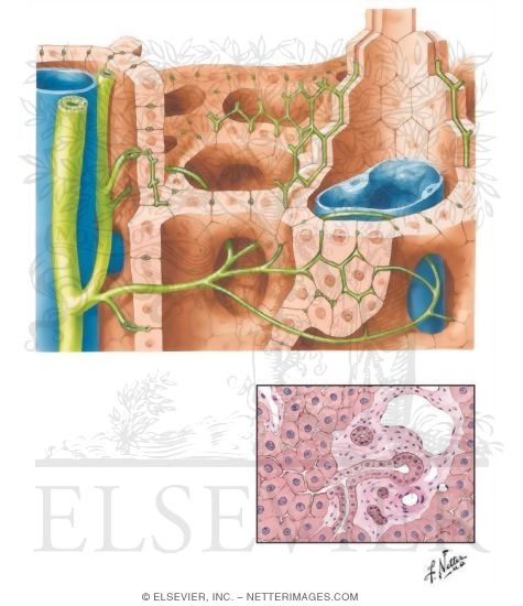 Bile Canaliculi Histology
