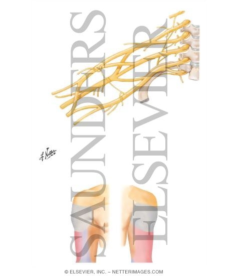 Nerves of the Shoulder