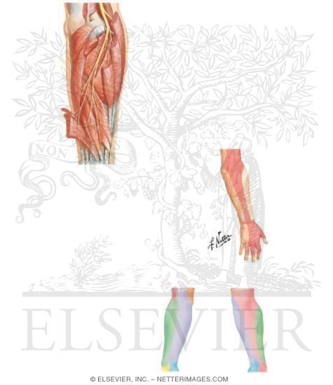 Nerves of the Forearm
