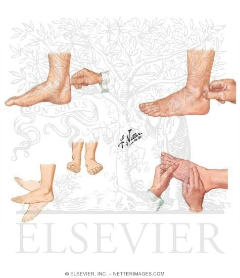 Physical Examination of the Foot and Ankle