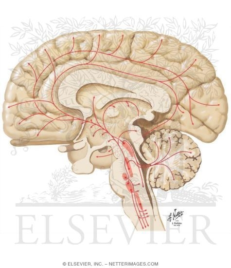 Serotonergic Pathways