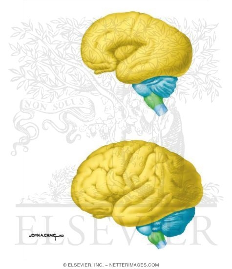 cerebral hemispheres
