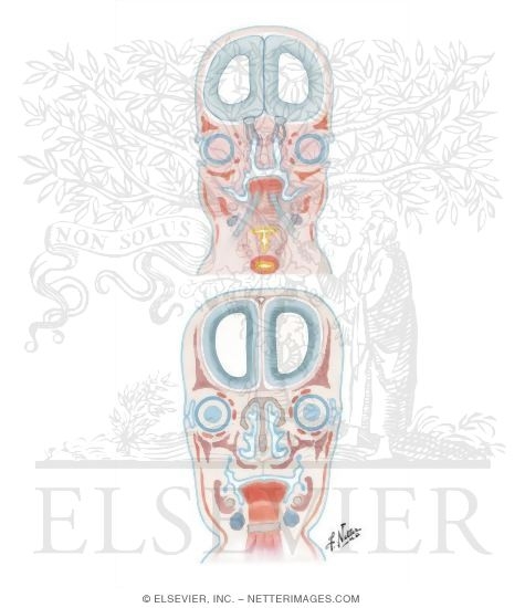 Developmental Coronal Sections