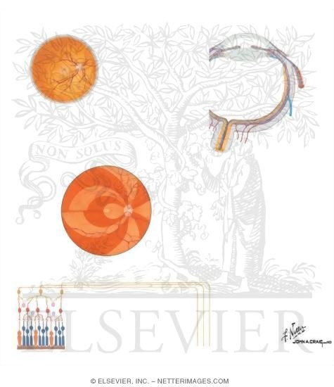 Retinal Architecture and Perimetry