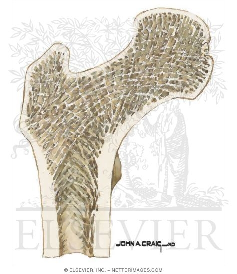 Physical Stress and Bone Architecture