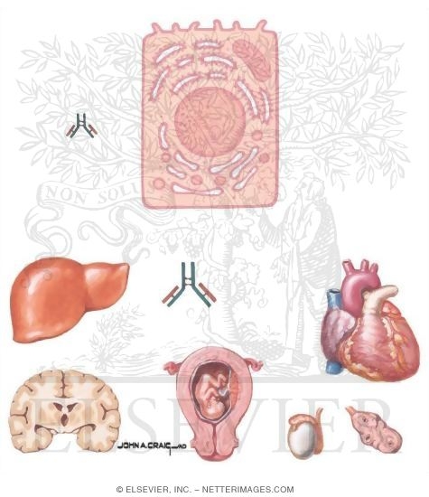Effects of Alcohol on End Organs