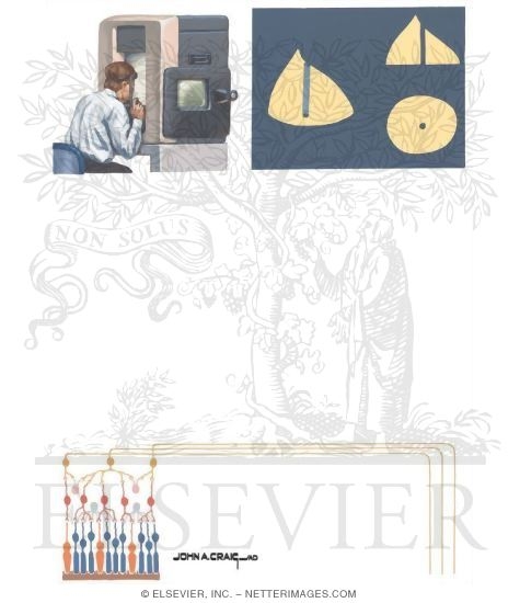 Retinal Architecture and Perimetry