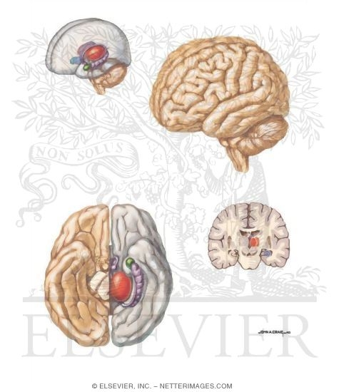 Anatomy of Brain