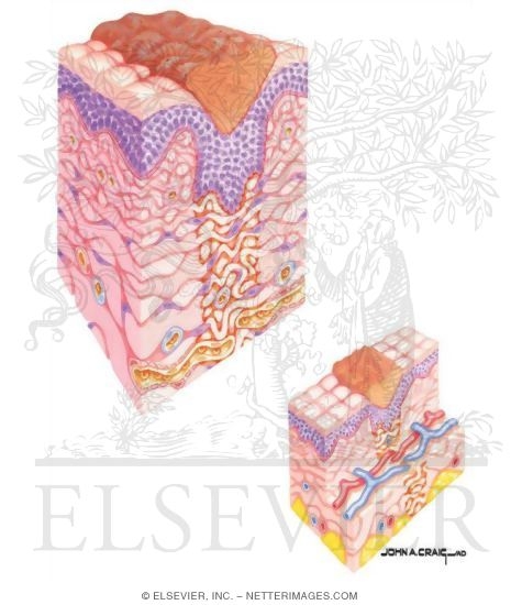 Skin Wound Repair