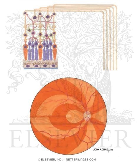 Retinal Architecture and Perimetry