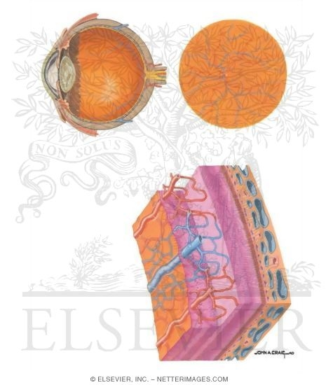 Retinal Blood Supply