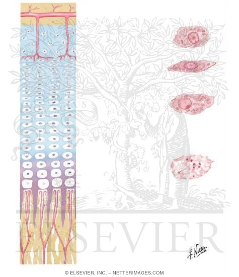 Structure and Function of the Growth Plate