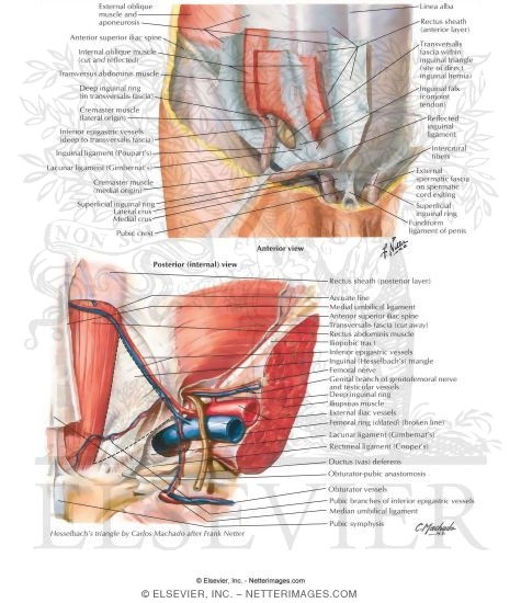 inguinal area