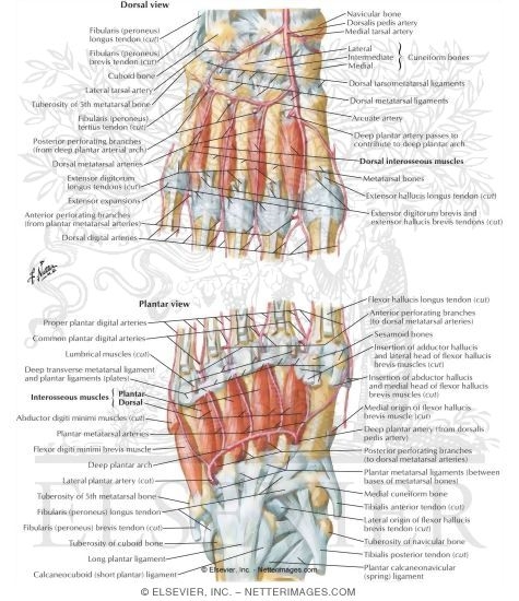 Interosseous Muscles and Plantar Arterial Arch Interosseous Muscles and ...