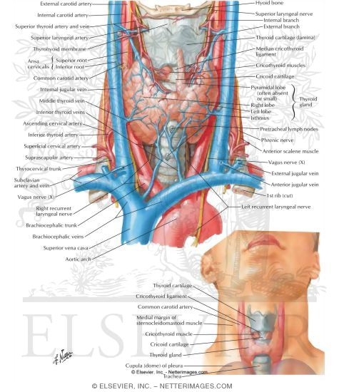 Anterior View Of Thyroid Gland
