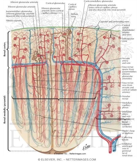 blood vessel patterns