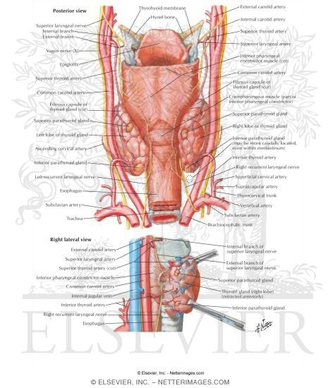 thyroid posterior