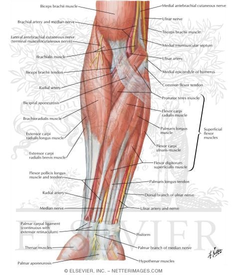 39+ Forearm Muscle Diagram Anterior Images | altravoceilblog 39+ Forearm Muscle Diagram Anterior Images | altravoceilblog