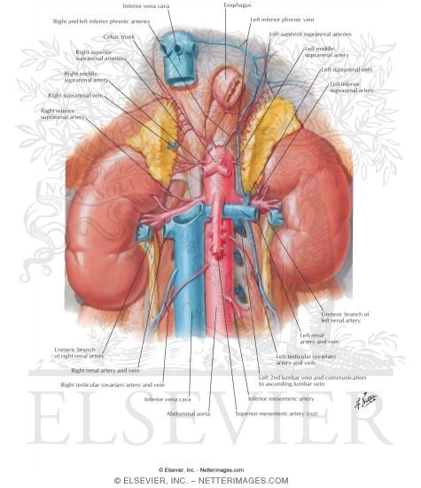 Renal Artery And Vein In Situ Renal Vasculature