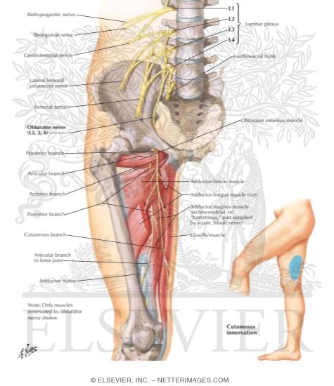 obturator nerve origin