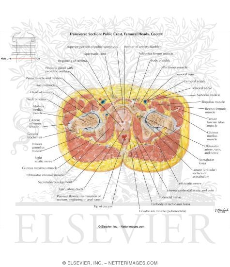 Male Pelvis: Bladder-Prostate Junction