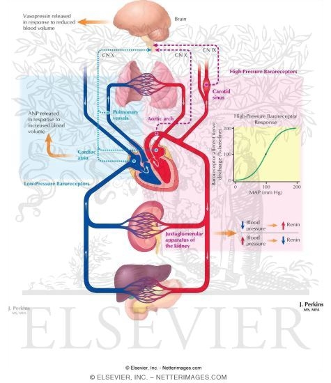 Monitoring of Blood Pressure