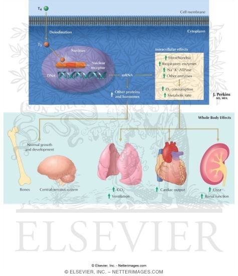 Thyroid Hormone Action