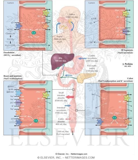 Gastrointestinal Tract Fluid and Electrolyte Transport