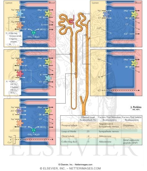 Renal Na+ Reabsorption