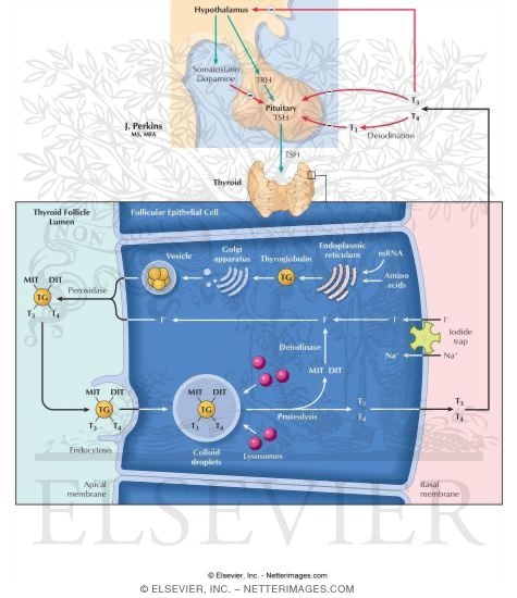 Thyroid Gland Function