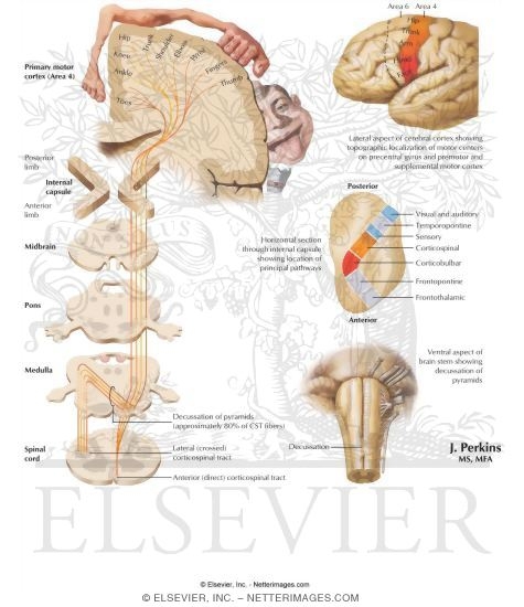 Corticospinal Tract Internal Capsule