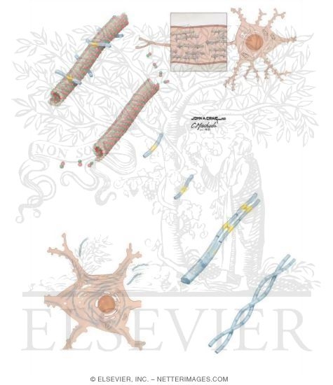 Paired Helical Filaments (PHFs) in Alzheimer's Disease