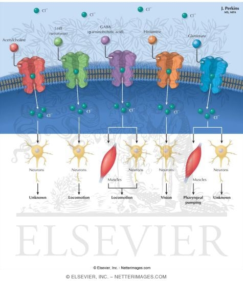 Signal Transduction and Cross Talk