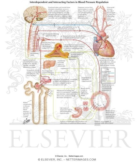 Interdependent and Interacting Factors In Blood-Pressure Regulation