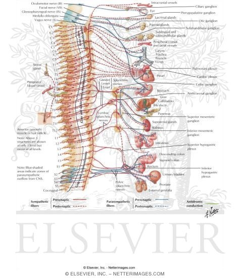 Autonomic Nervous System: Schema Schema of Autonomic Nervous System