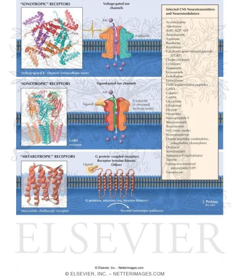 Central Nervous System Neurotransmitters, Receptors, and Drug Targets