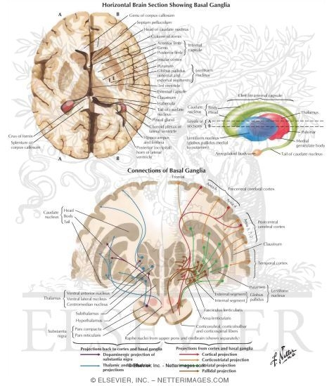 basal ganglia diagram pathway