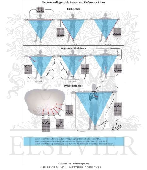 Electrocardiographic Leads