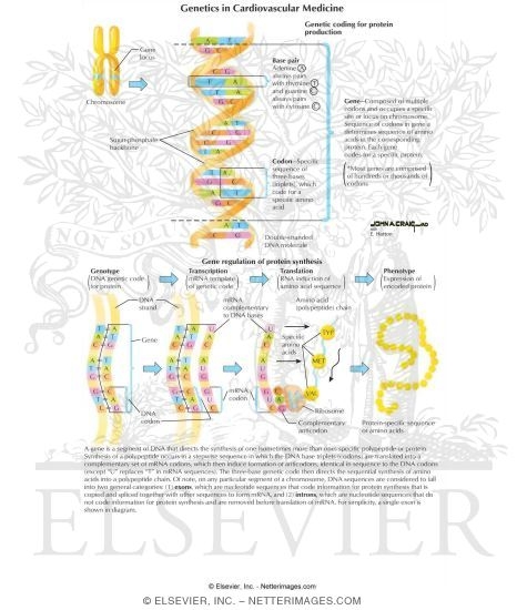 Genetics in Cardiovascular Medicine