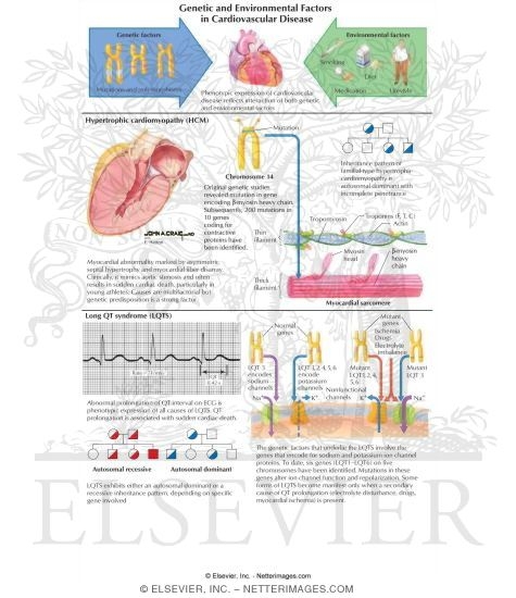 Genetic and Environmental Factors in Cardiovascular Disease
