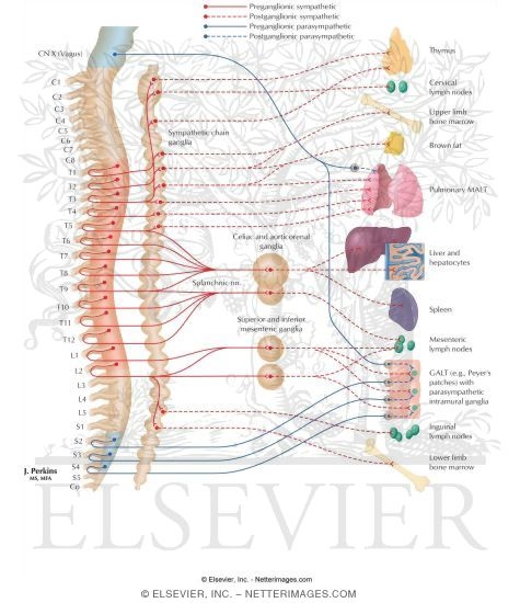 Innervation of Organs of the Immune System and Metabolic Organs