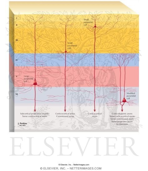Vertical Columns: Functional Units of the Cerebral Cortex