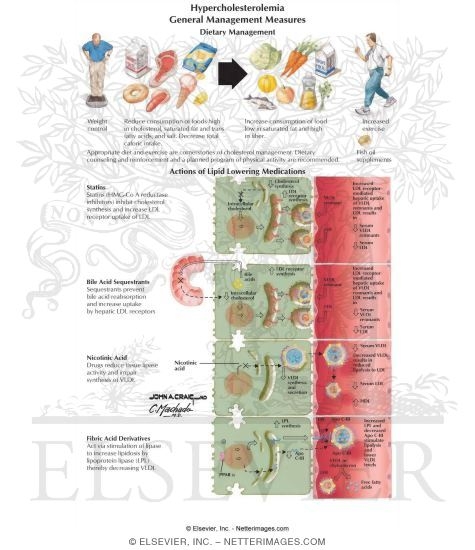 Hypercholesterolemia General Management Measures