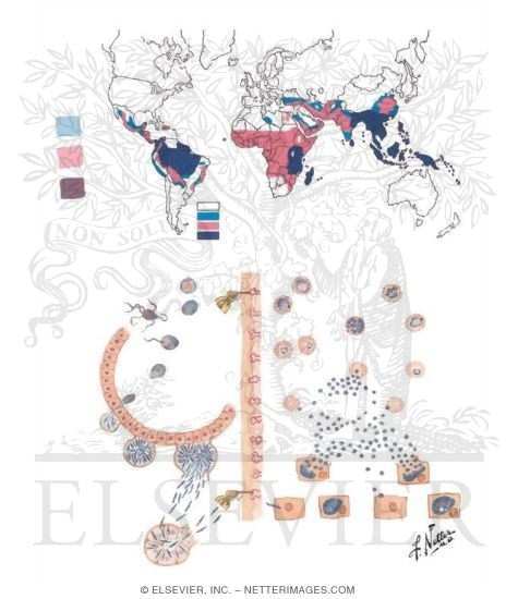 Geographic Distribution of Malaria Life Cycle of Malaria Parasites (P ...
