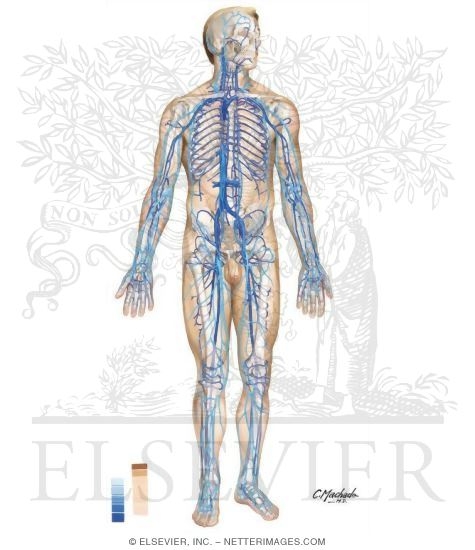 veins diagram in body