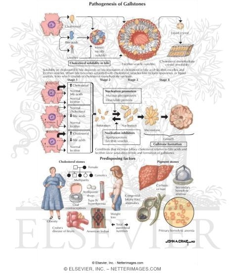 Welcome To Netter Images